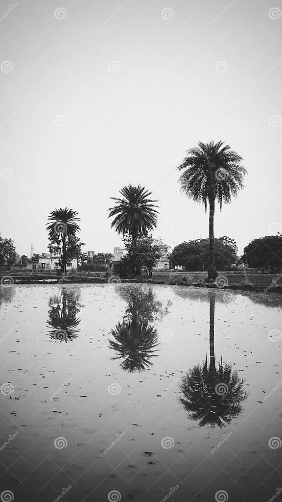 Reflection of Palm Trees Ion the Water Surface, Grayscale Shot Stock ...