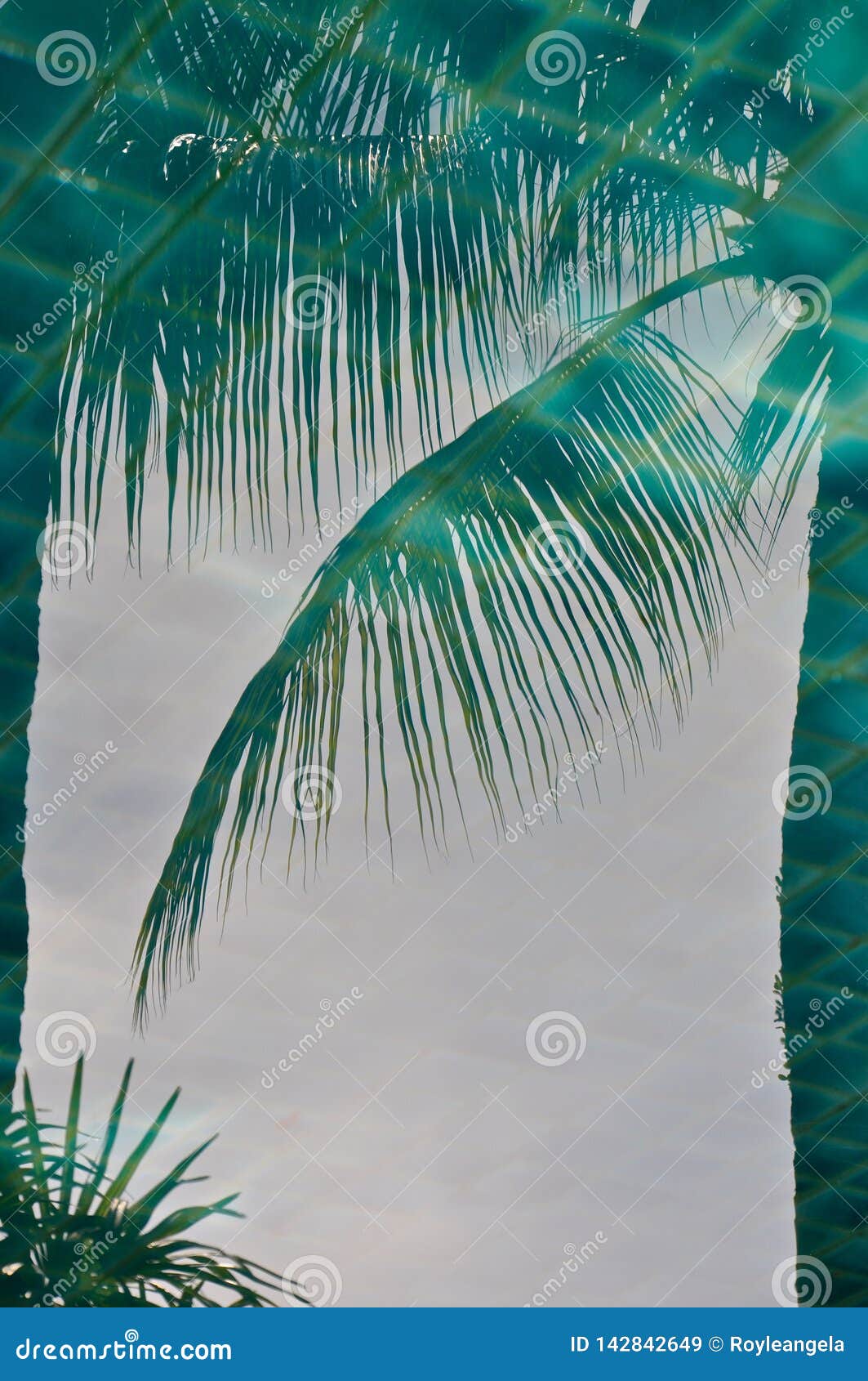 Reflection of palm trees stock image. Image of coconut - 142842649