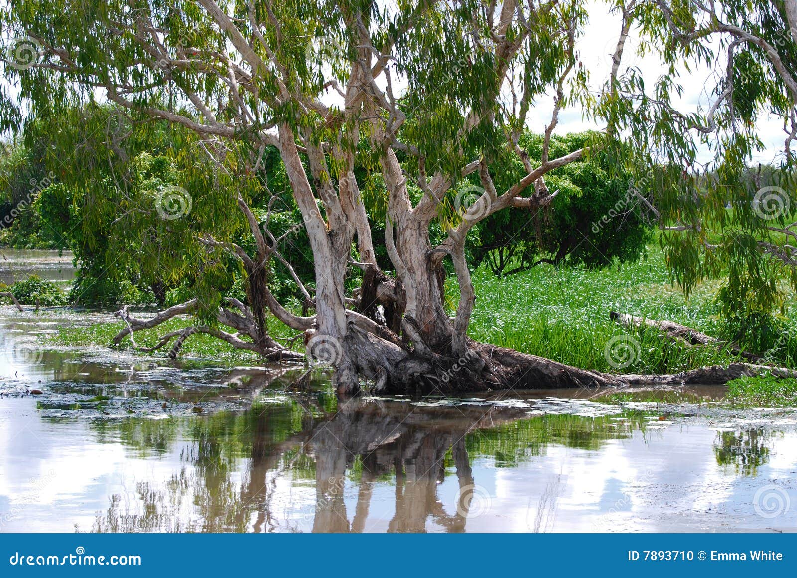 Reflection of a Paperbark Tree in Lagoon Stock Photo - Image of ...