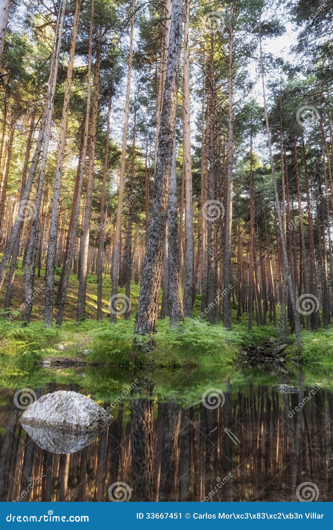 Reflection of Pine Trees in the Calm Lake Stock Image - Image of rural ...