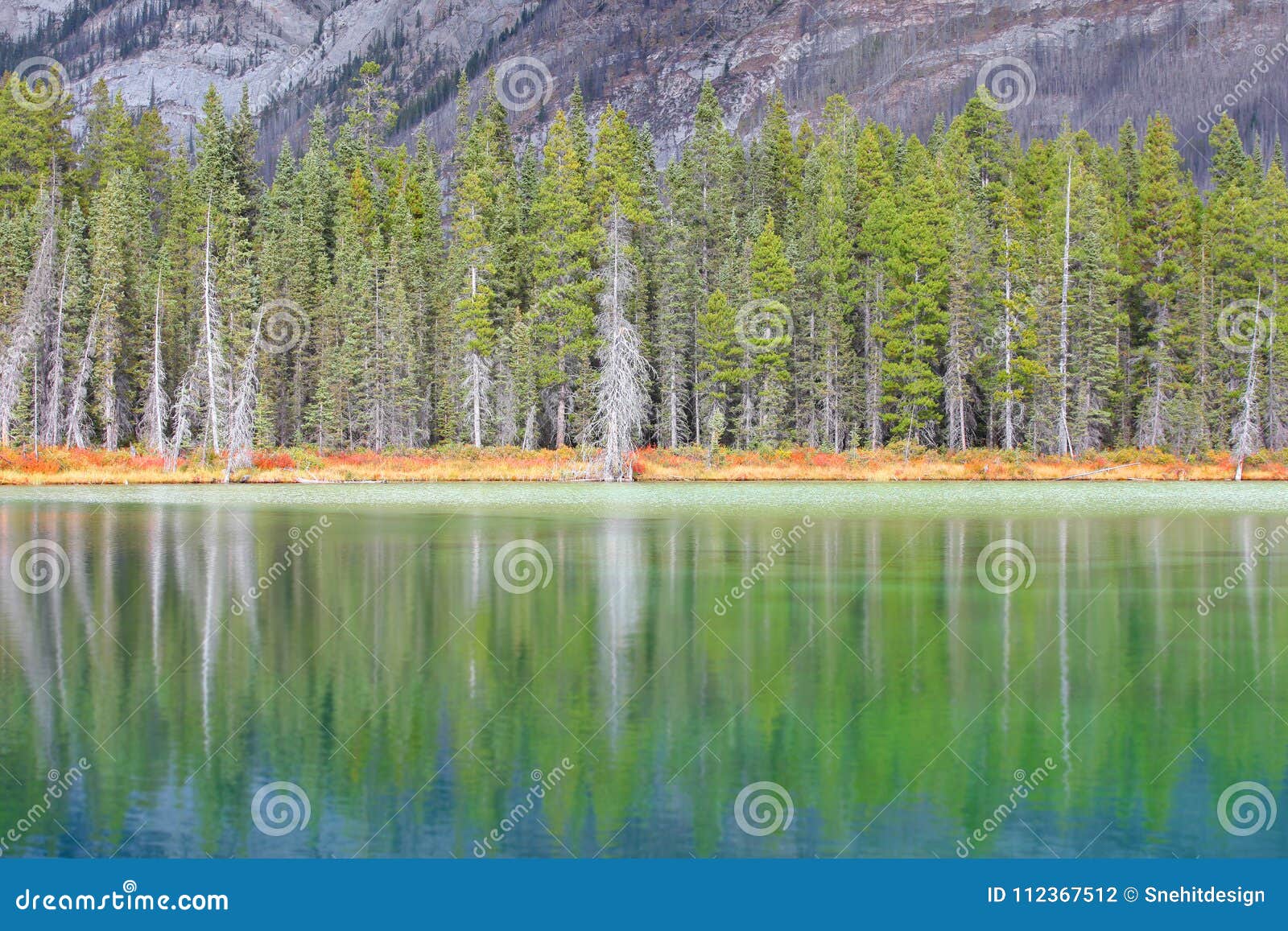 Reflection of pine trees stock photo. Image of peaceful - 112367512