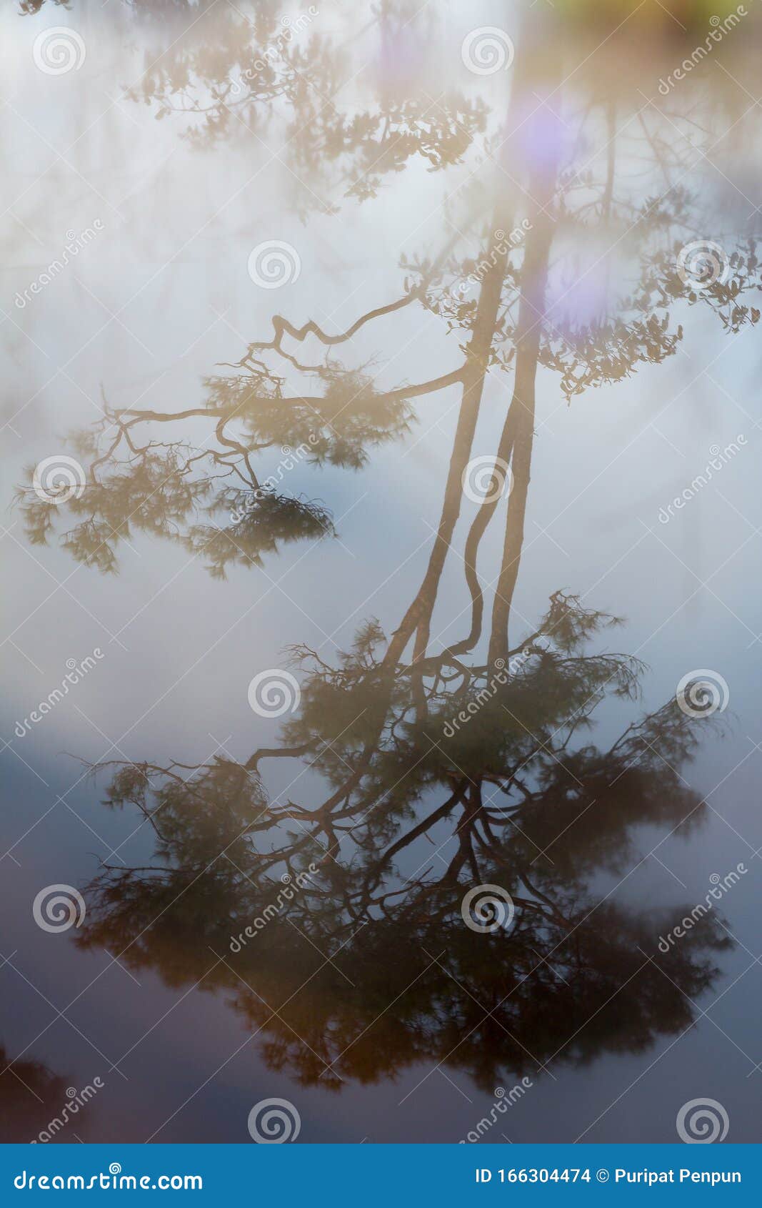 Reflection of Pine Trees in the Water Stock Photo - Image of green ...