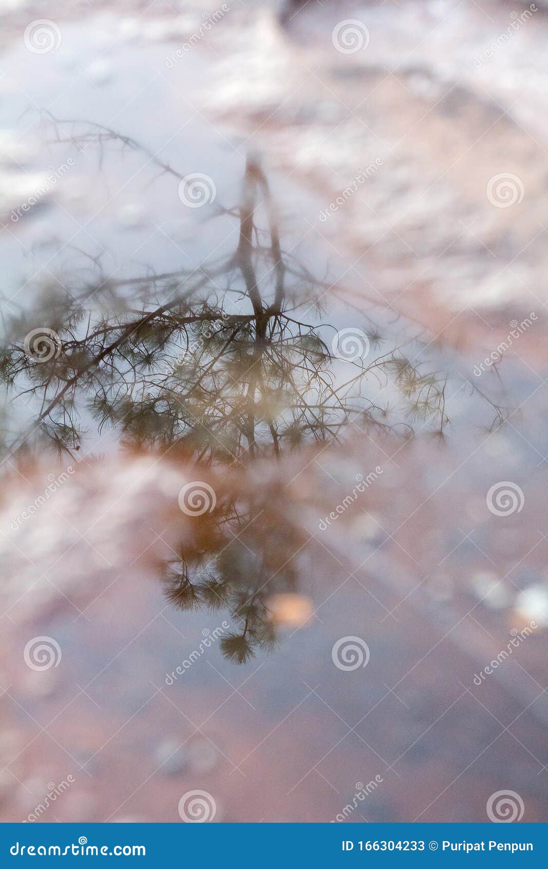 Reflection of Pine Trees in the Water Stock Image - Image of foggy ...