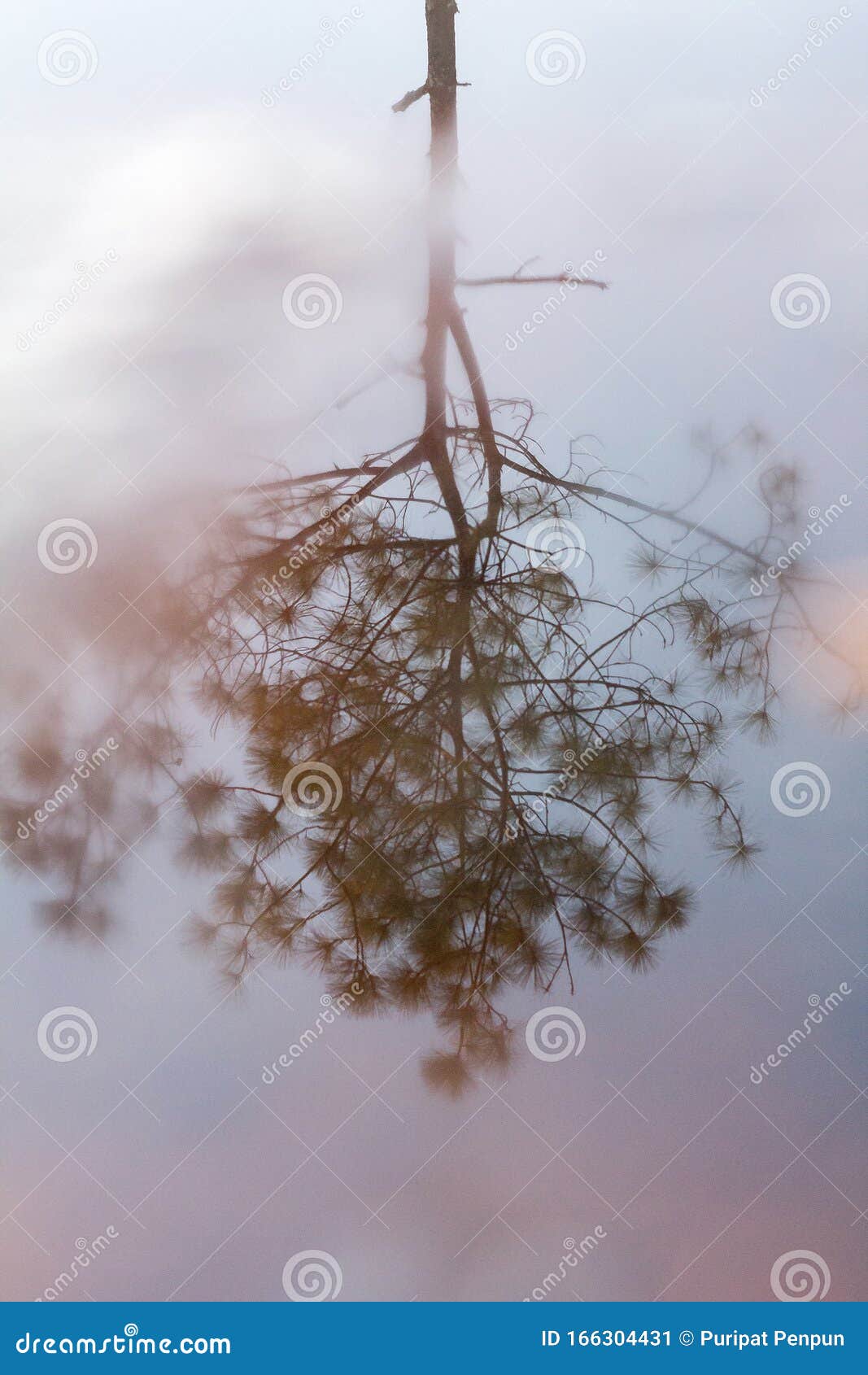 Reflection of Pine Trees in the Water Stock Image - Image of beautiful ...