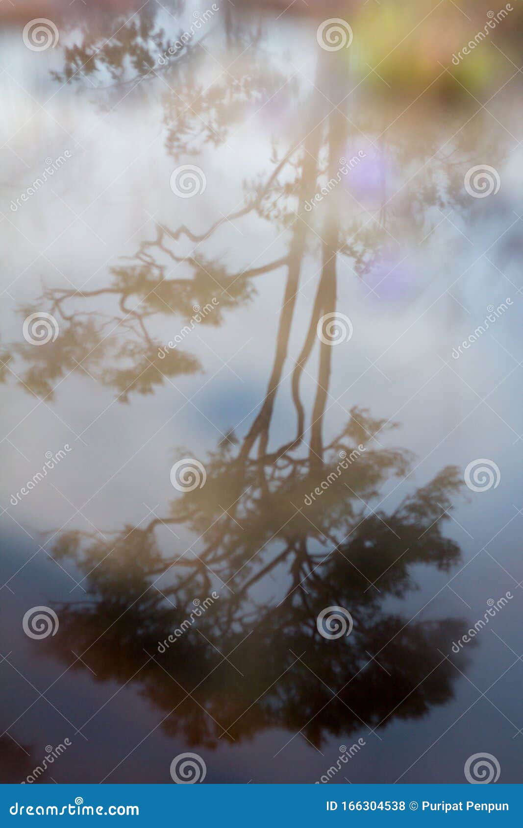 Reflection of Pine Trees in the Water Stock Photo - Image of landscape ...