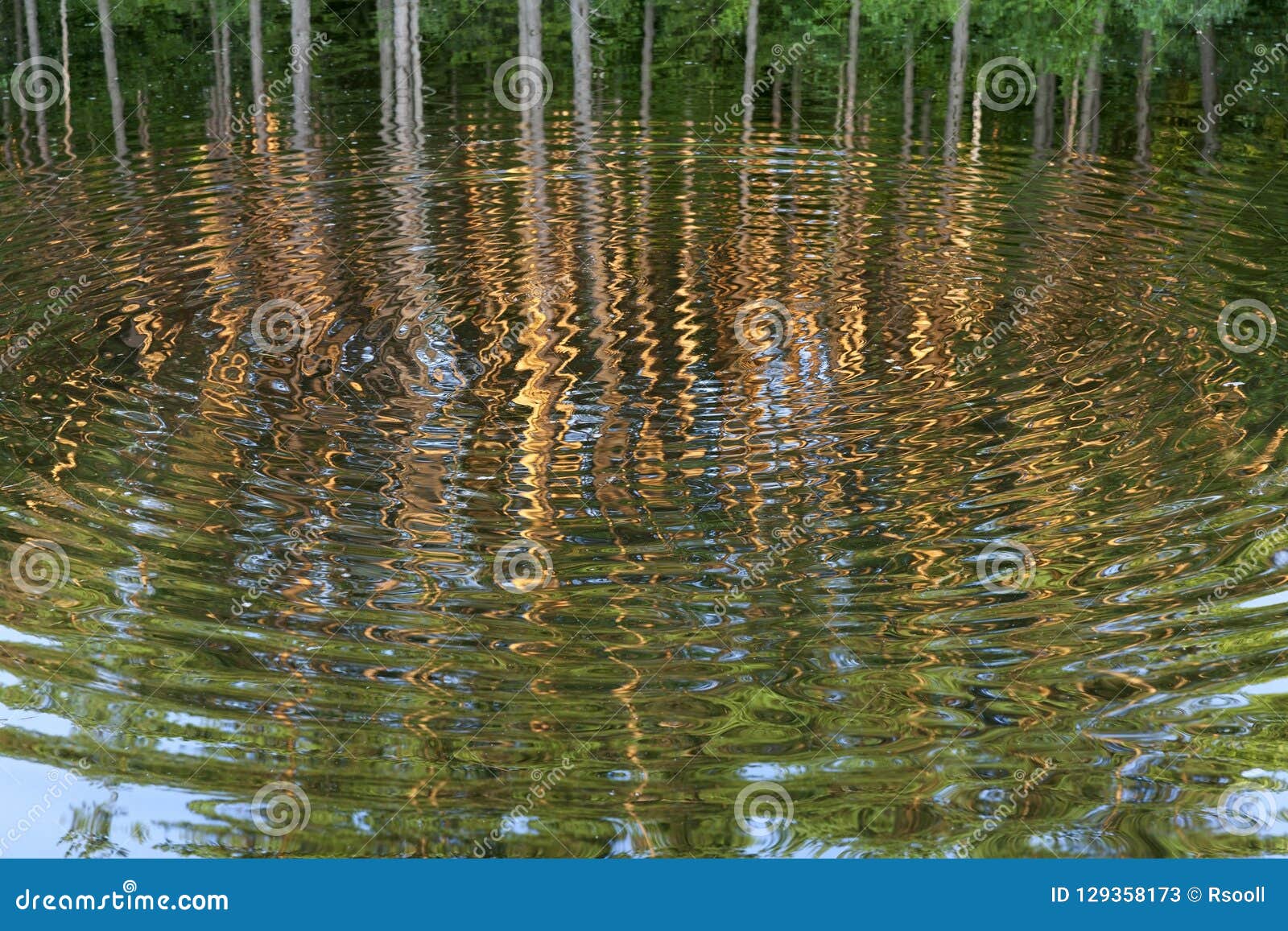 Reflection pine stock image. Image of lake, plant, mirror - 129358173