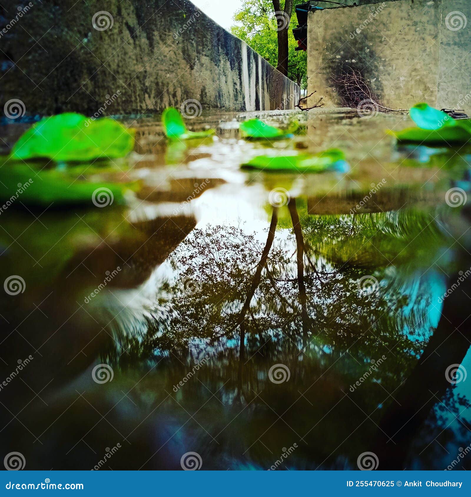Reflection of Plant Leafs ðŸŒ¿ in Rain Water ðŸ’¦ðŸ’¦ Stock Image ...