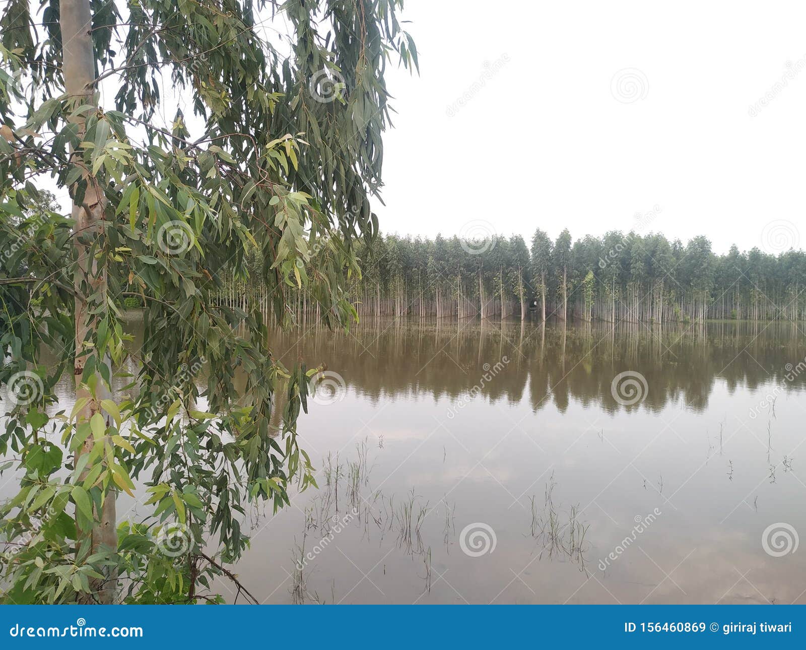 Reflection of Plant Tree at Water Shadow Stock Image - Image of tree ...