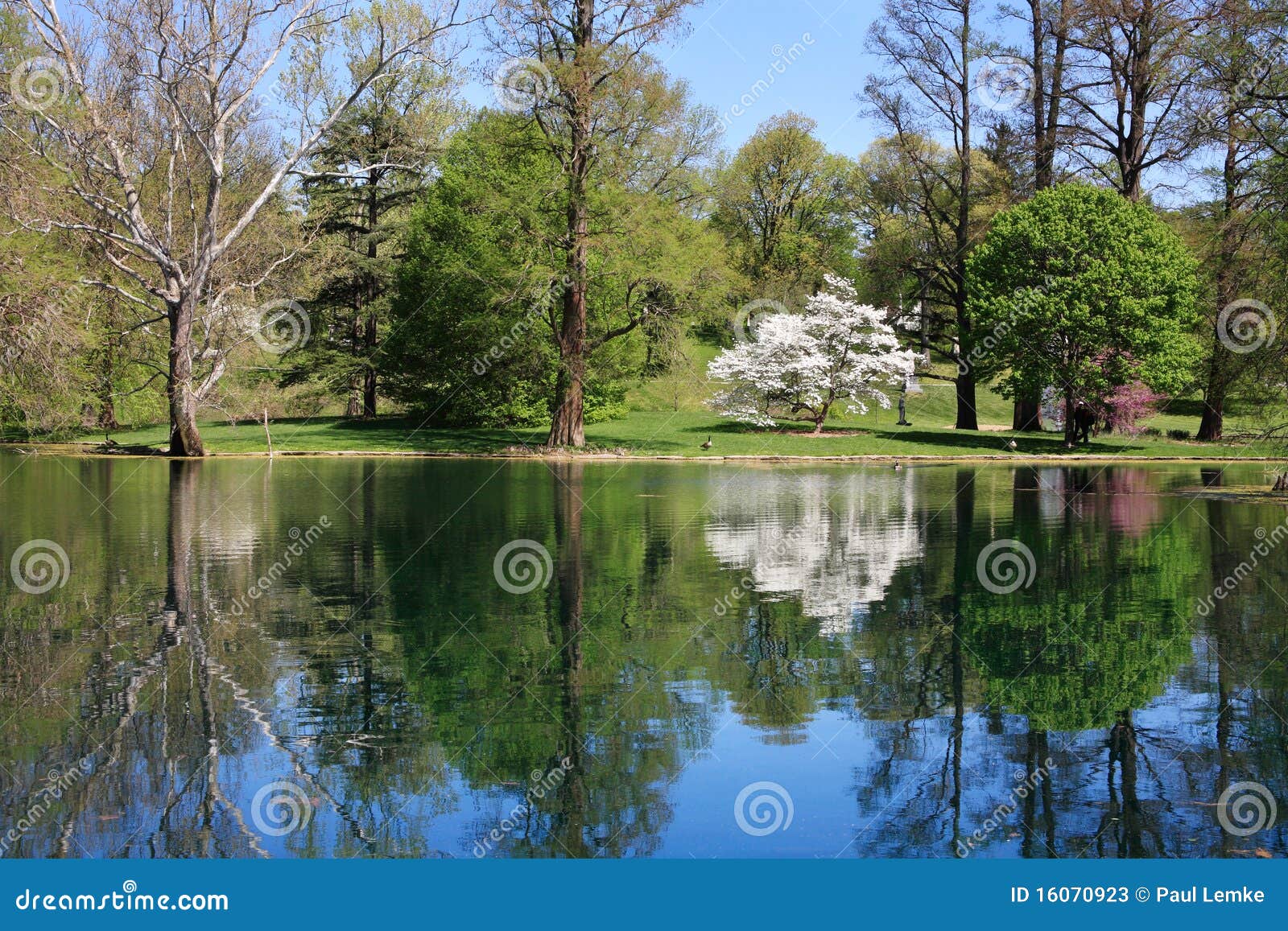 Reflection and Pond stock image. Image of arboretum, scenic - 16070923