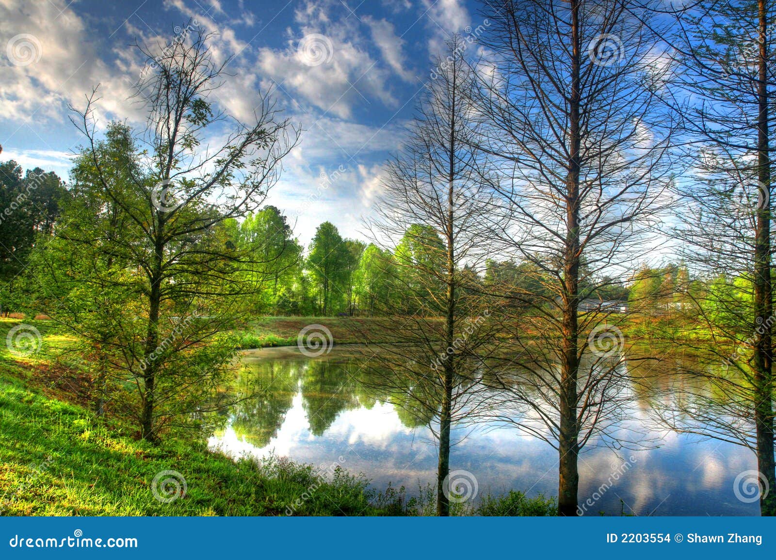 Reflection of a Pond stock photo. Image of reflective - 2203554