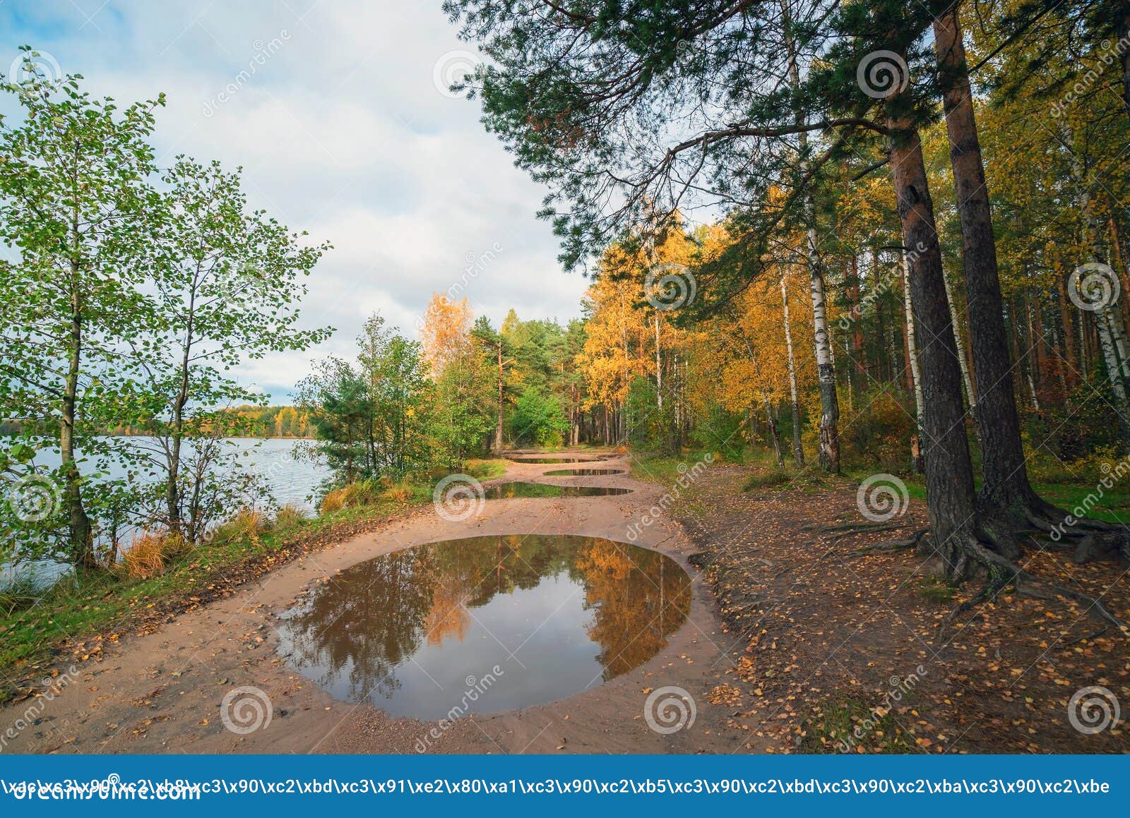 The Reflection in the Puddle.Autumn Landscape . Stock Photo - Image of ...