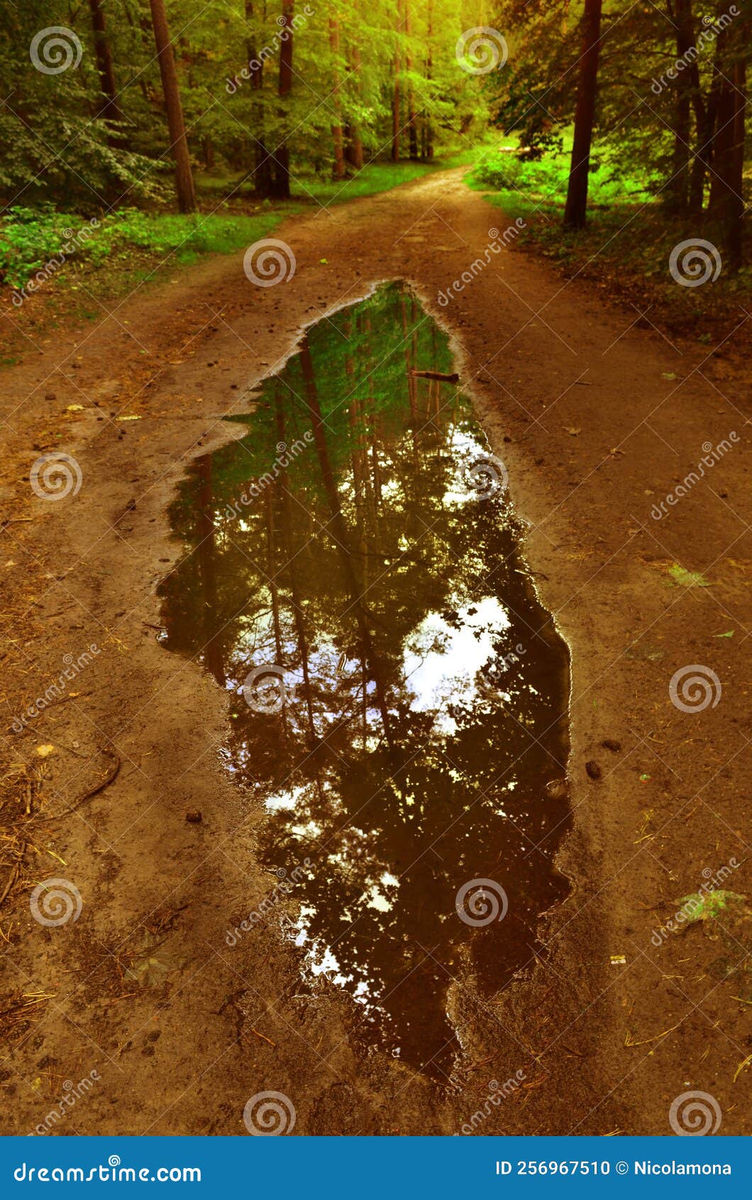 Reflection in a Puddle of Forest Stock Photo - Image of nature, puddle ...