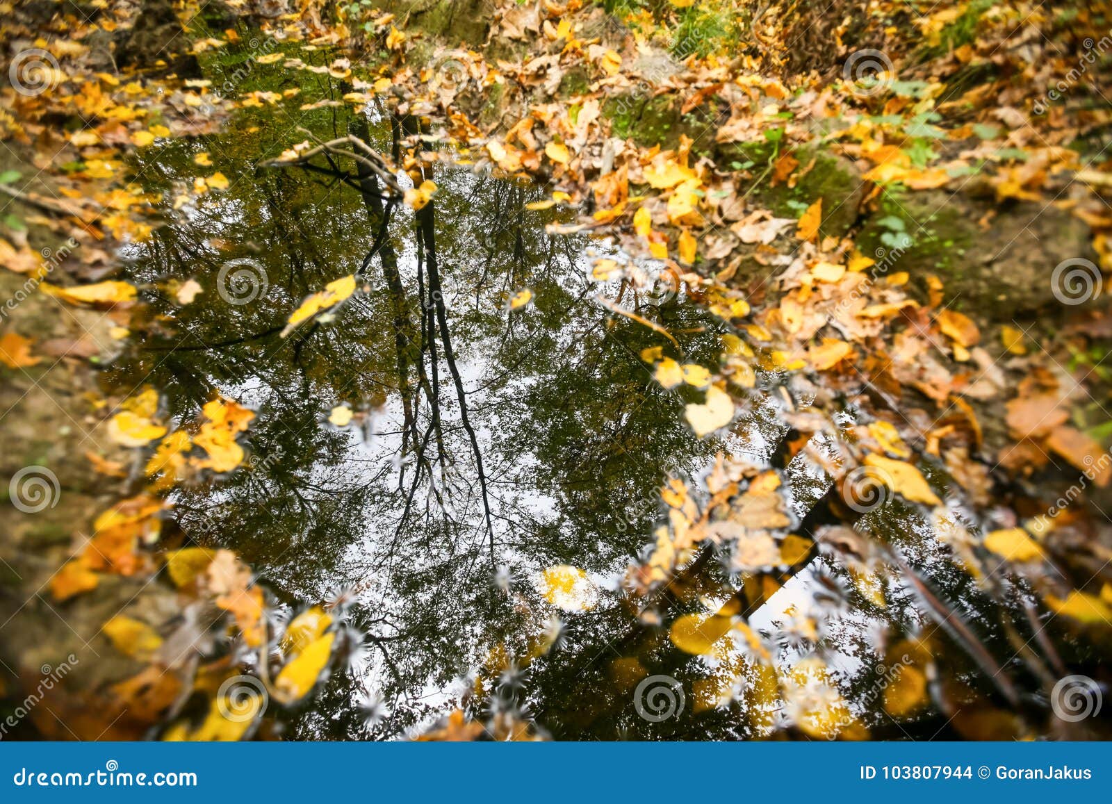 Reflection in puddle stock photo. Image of fallen, woods - 103807944