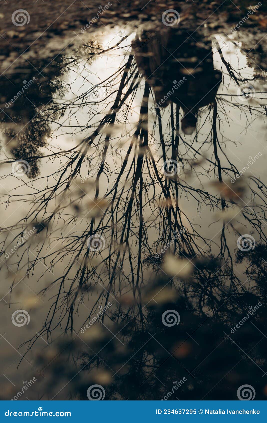 Bizarre Reflection in a Puddle Stock Image - Image of plant, evening ...
