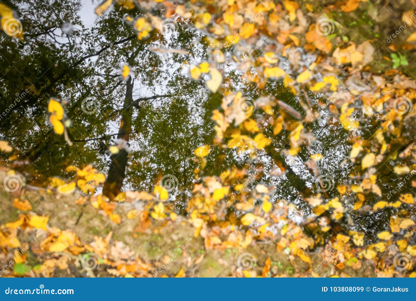 Reflection in puddle stock image. Image of reflection - 103808099