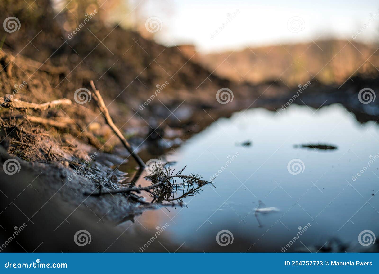 A Puddle of Water on a Forest Path Stock Image - Image of firs ...