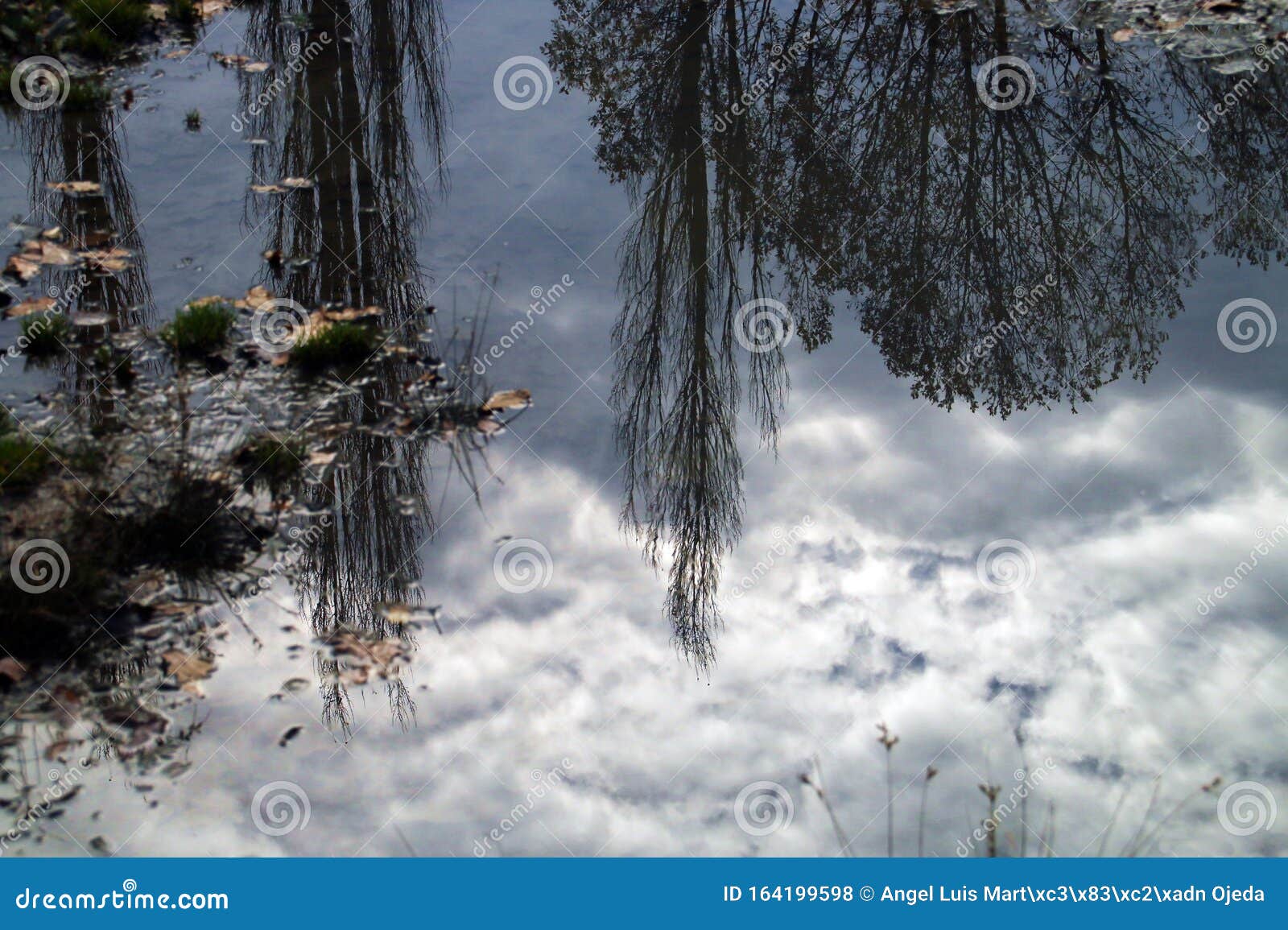 Reflection in a Puddle of Water. Stock Photo - Image of abstract ...