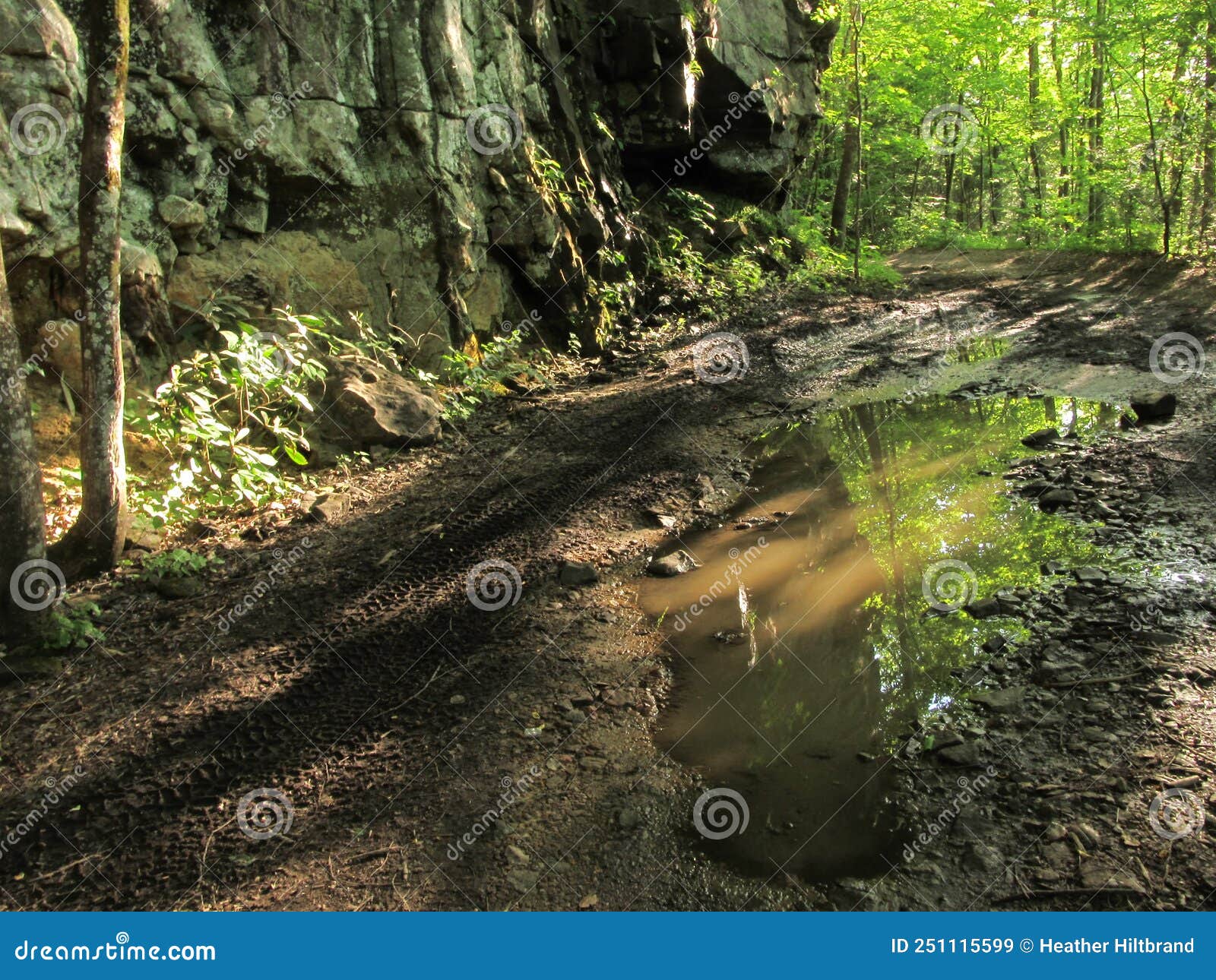 Reflection in a Rain Puddle Along the Nemo Trail Stock Image - Image of ...
