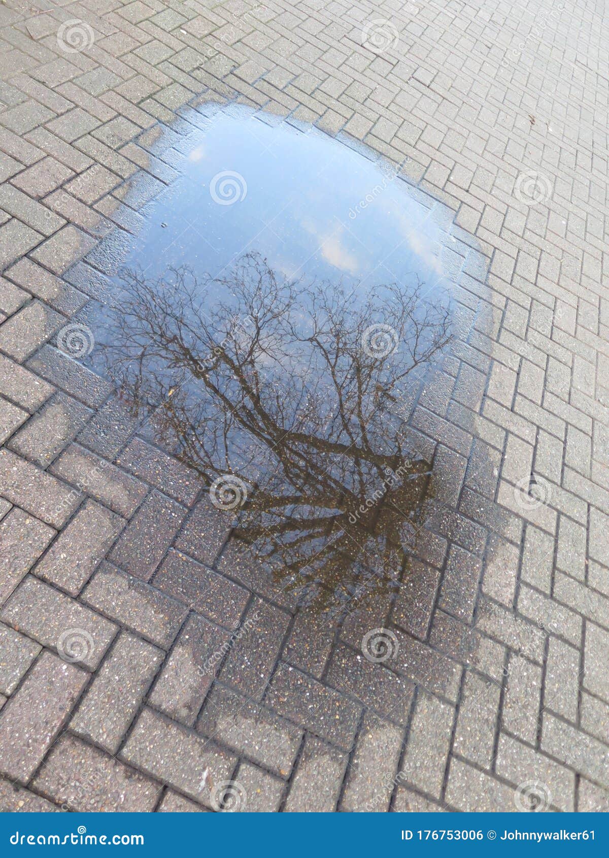 Reflection in a Rainwater Puddle Stock Photo - Image of tree, reflected ...