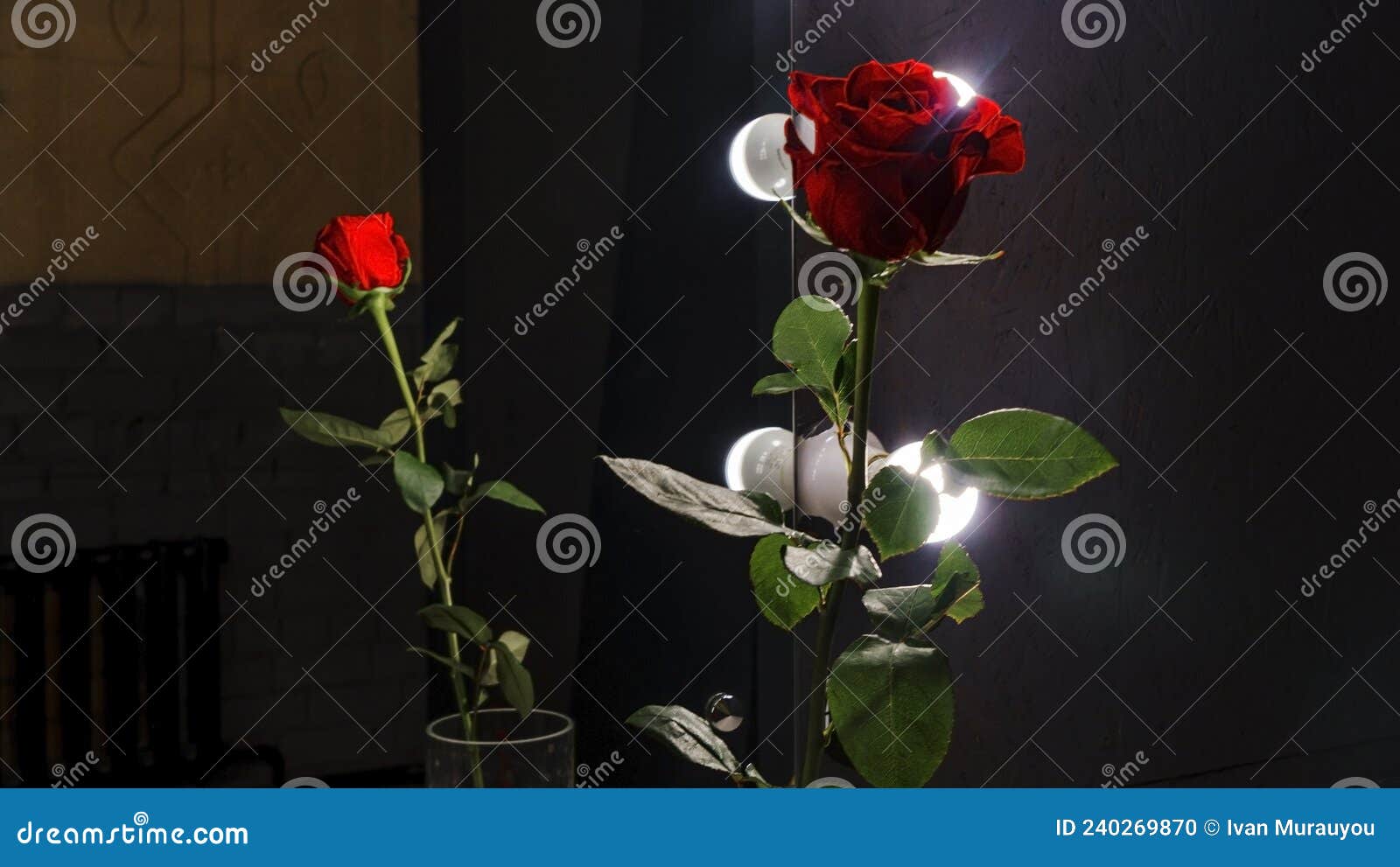 Reflection of Red Rose in Makeup Mirror on Black Background. Light ...