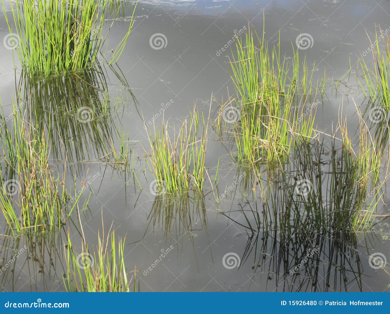 Reflection of reed stock photo. Image of lake, simple - 15926480