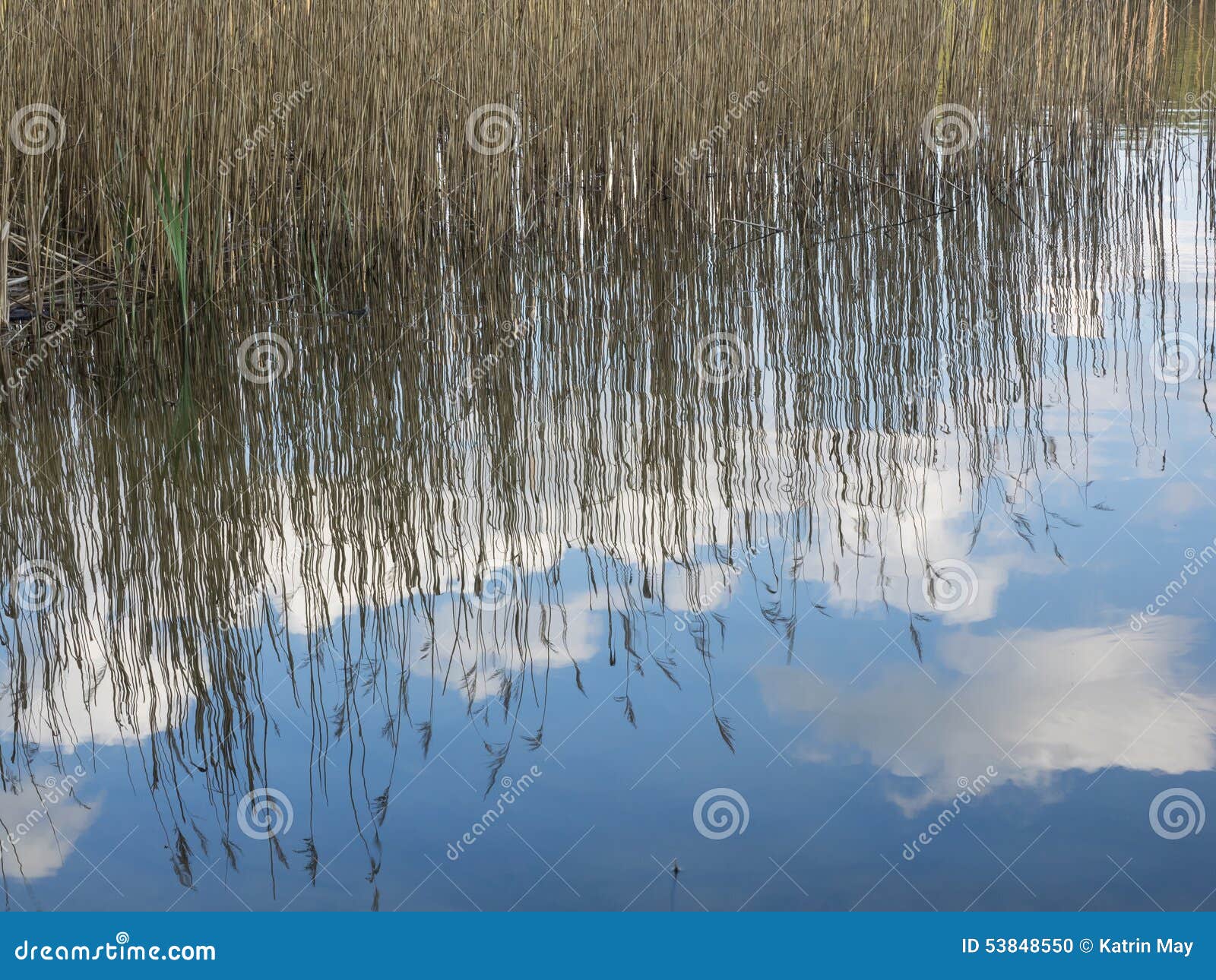 Reflection of Reed, Blue Sky and Clouds in Water Stock Photo - Image of ...