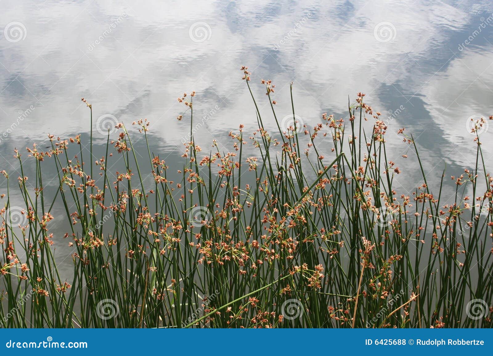 Reflection of Reeds in Water Stock Photo - Image of walkway, aquatic ...