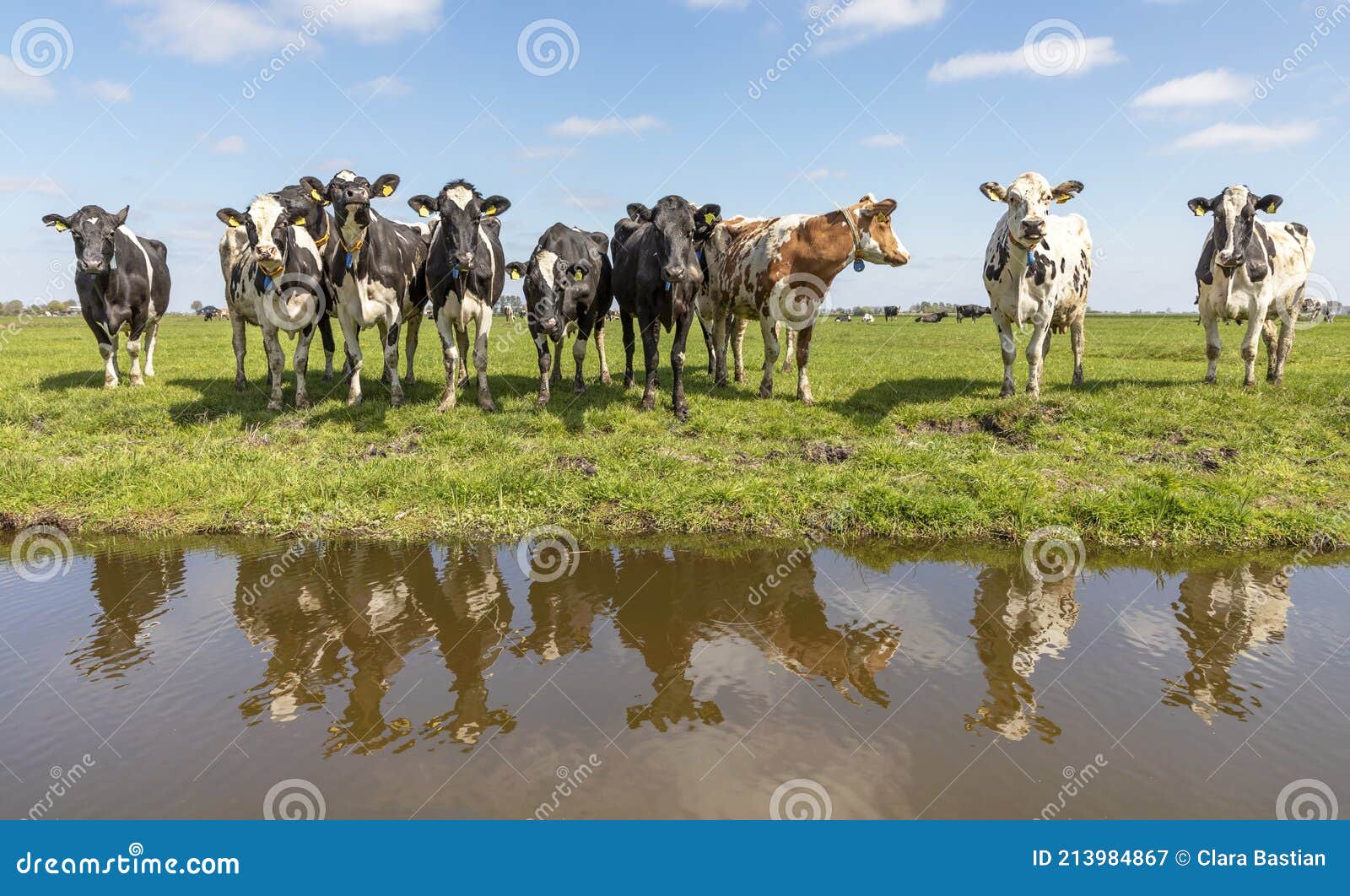 Reflection of a Row of Cows in the Water of a Creek, Cows in the ...