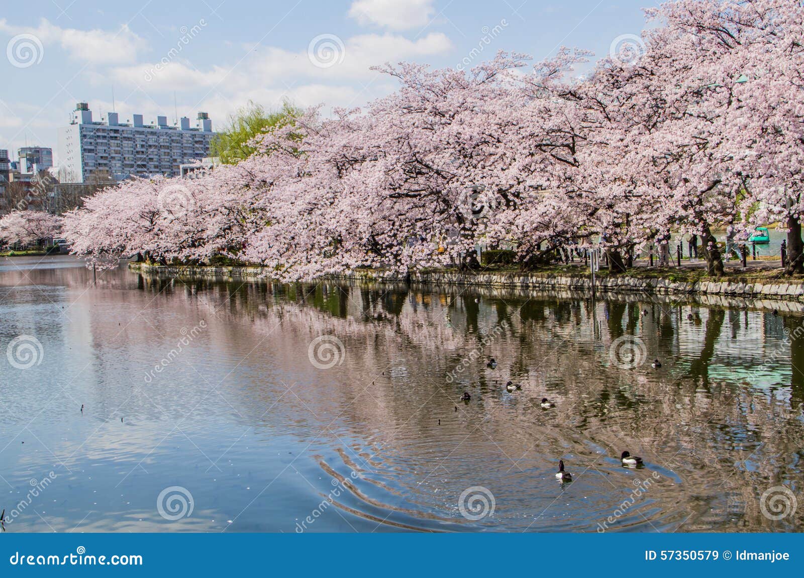 Reflection of sakura stock image. Image of garden, blossom - 57350579