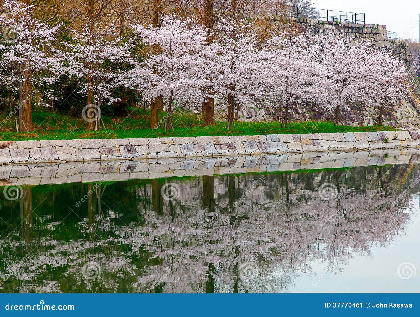 Reflection Scenery of Cherry Blossom Trees Stock Image - Image of tree ...