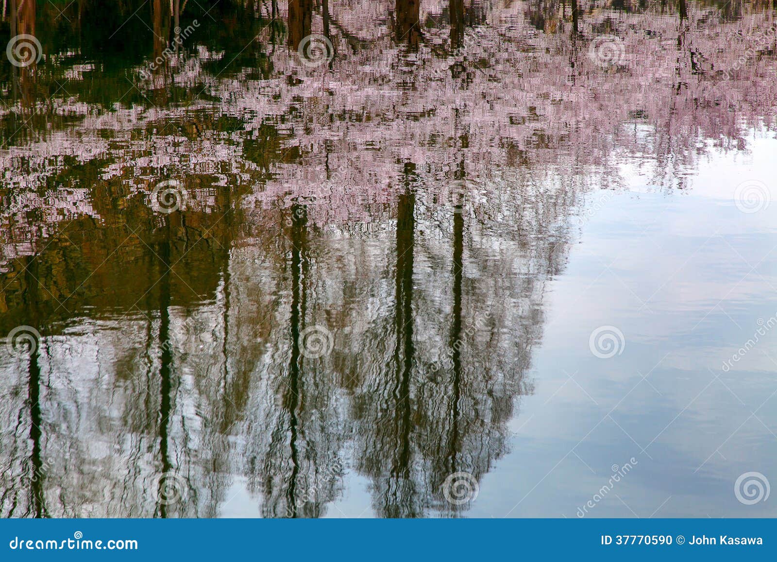 Reflection Scenery of Cherry Blossom Trees, Osaka Stock Photo - Image ...