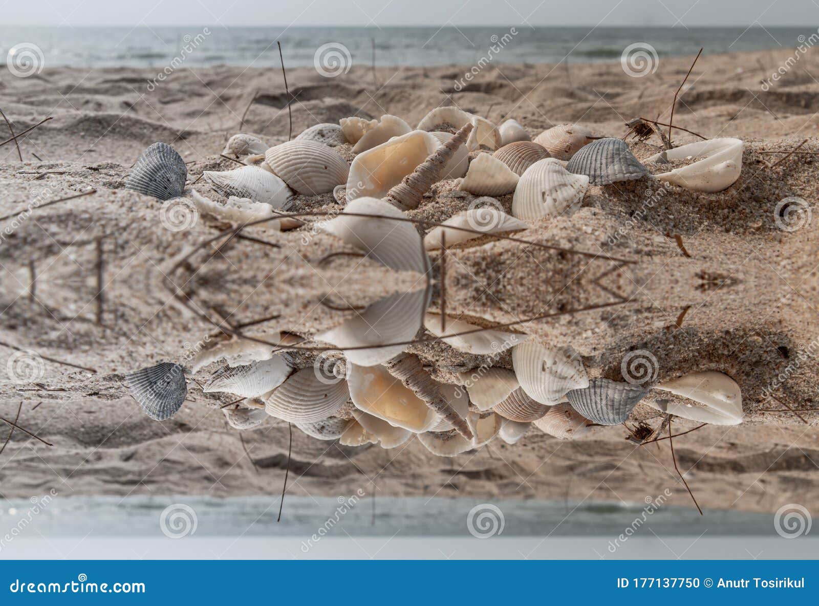 Reflection of Seashell in Sand on the Beach Stock Photo - Image of aged ...
