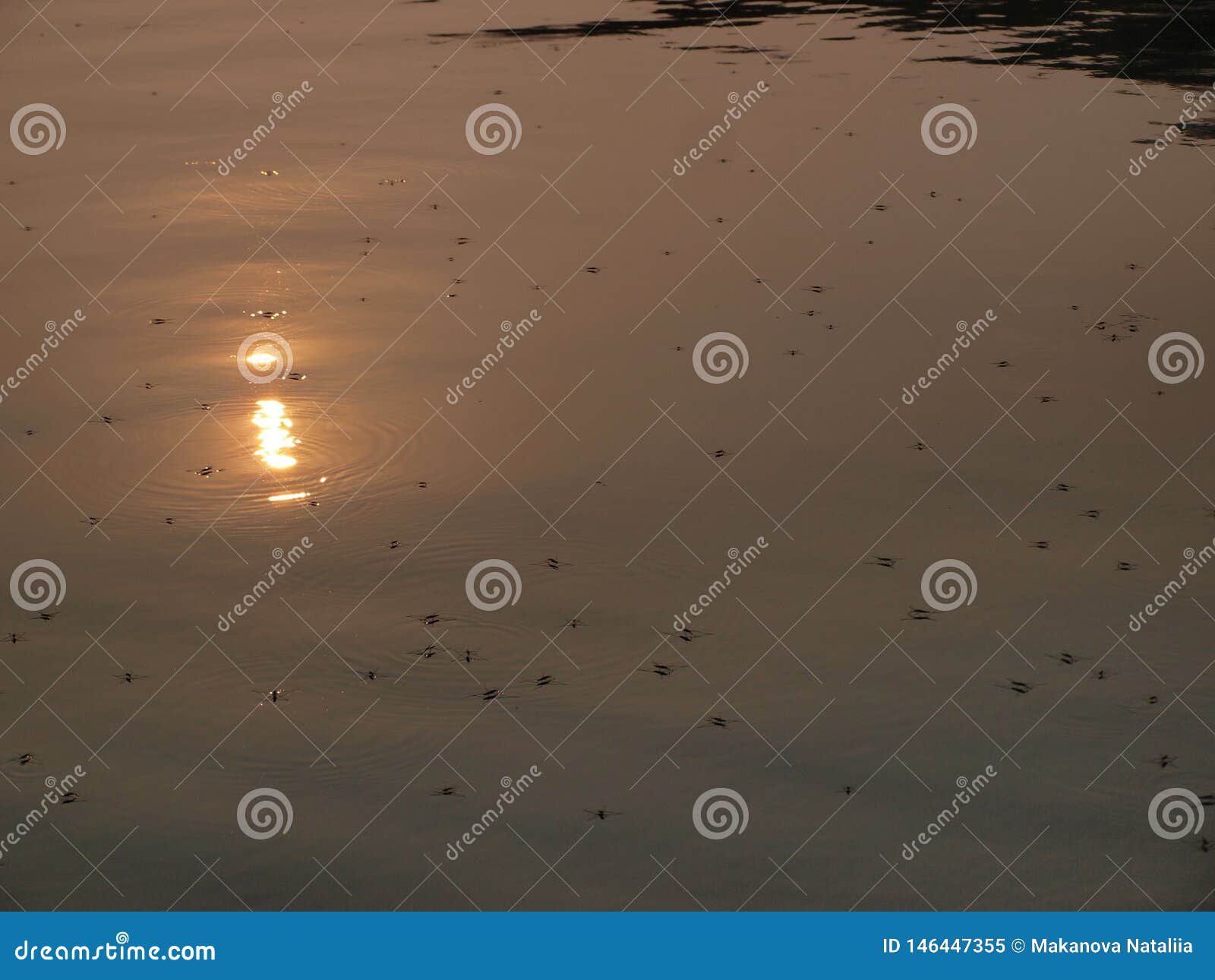 Reflection of the Setting Sun among the Water Striders on a Quiet River ...