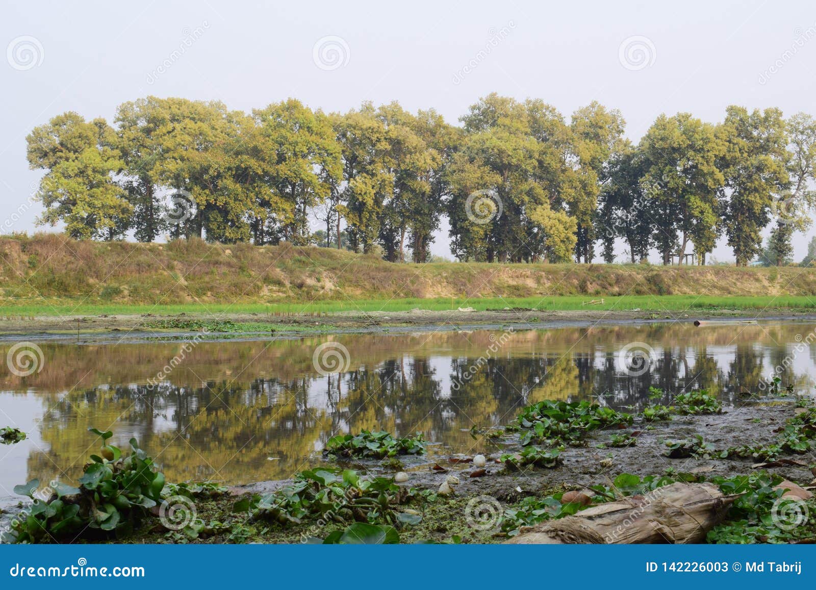 Reflection of Shal Trees of Shal Forest in River Water Looking ...