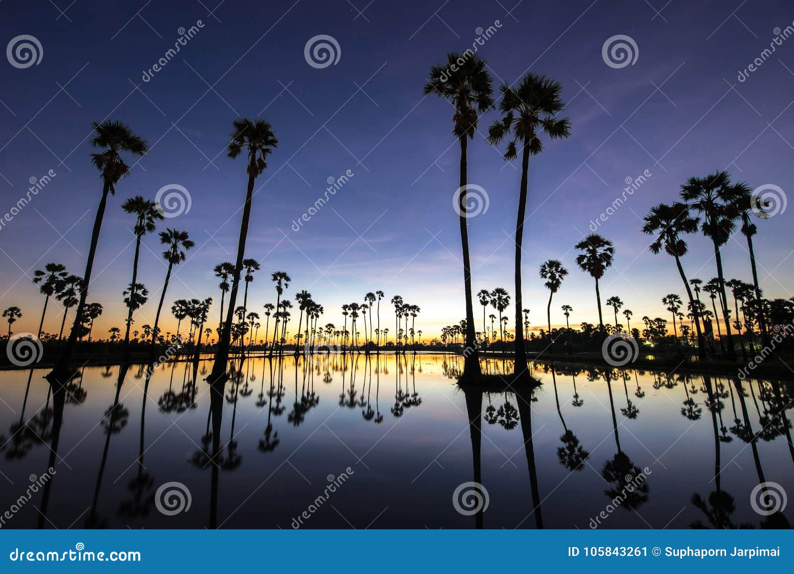 Reflection of Silhouettes Palm Tree Stock Image - Image of pink, asia ...
