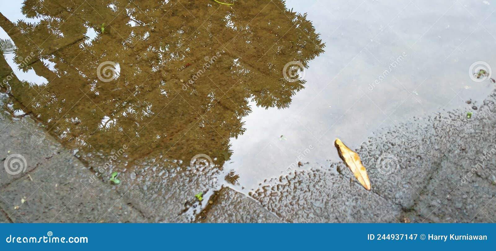 Reflection of the Sky and Green Leaf Plants from Puddles on Concrete ...