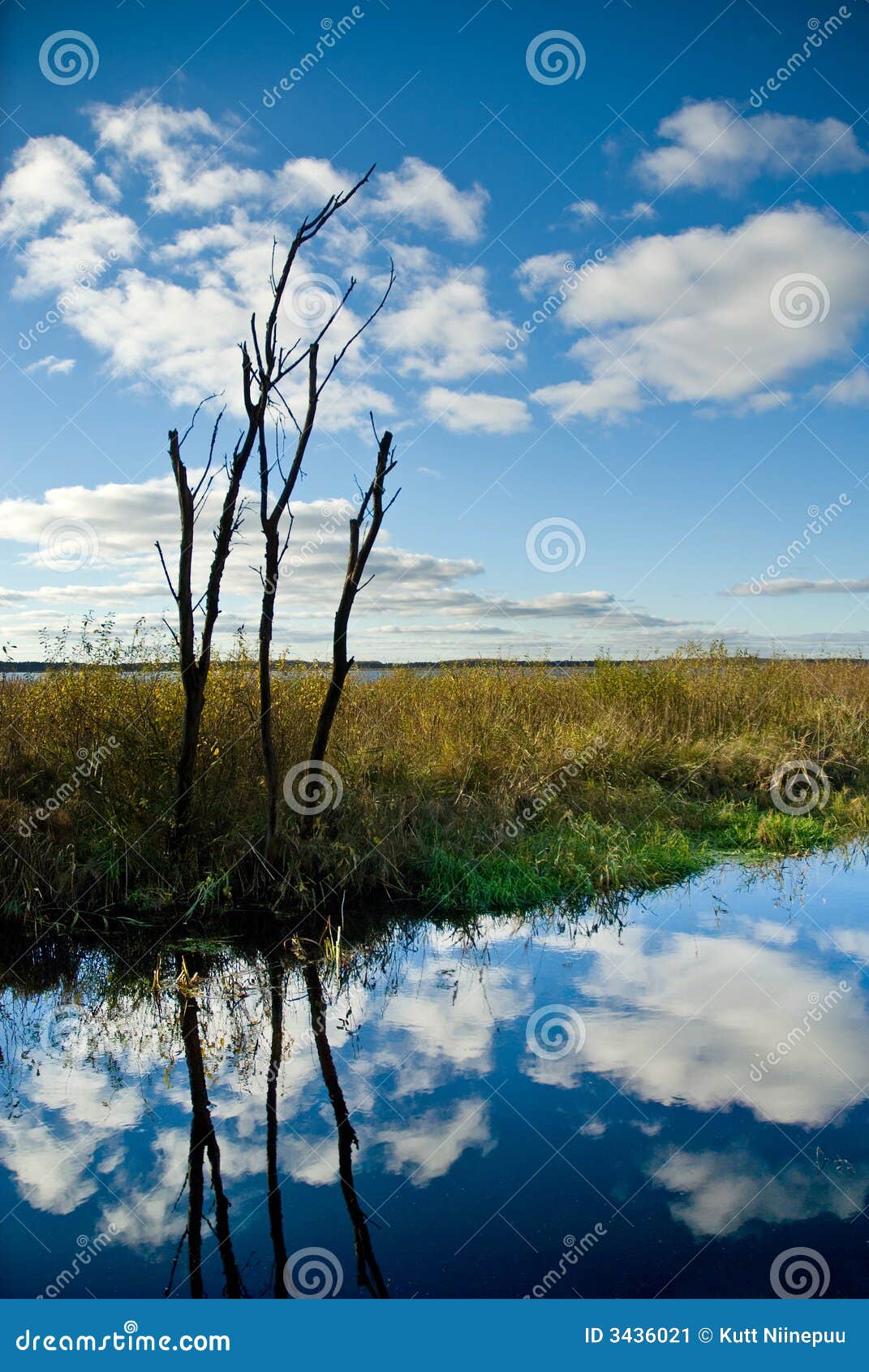 Reflection of sky in swamp stock image. Image of cloudy - 3436021