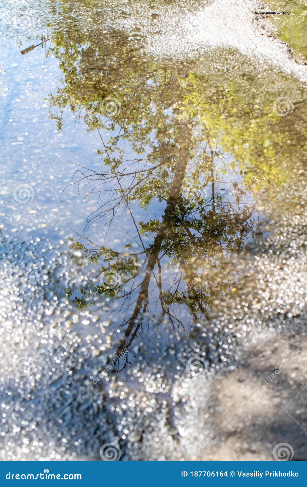 Reflection of the Sky and Tree in Puddles of Water Stock Photo - Image ...