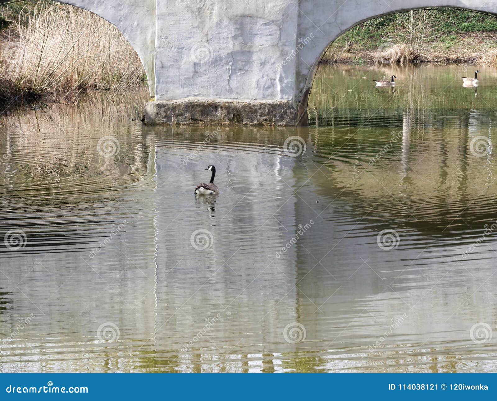 Reflection of Sky and Trees in the Fish Pond in the Garden Stock Image ...