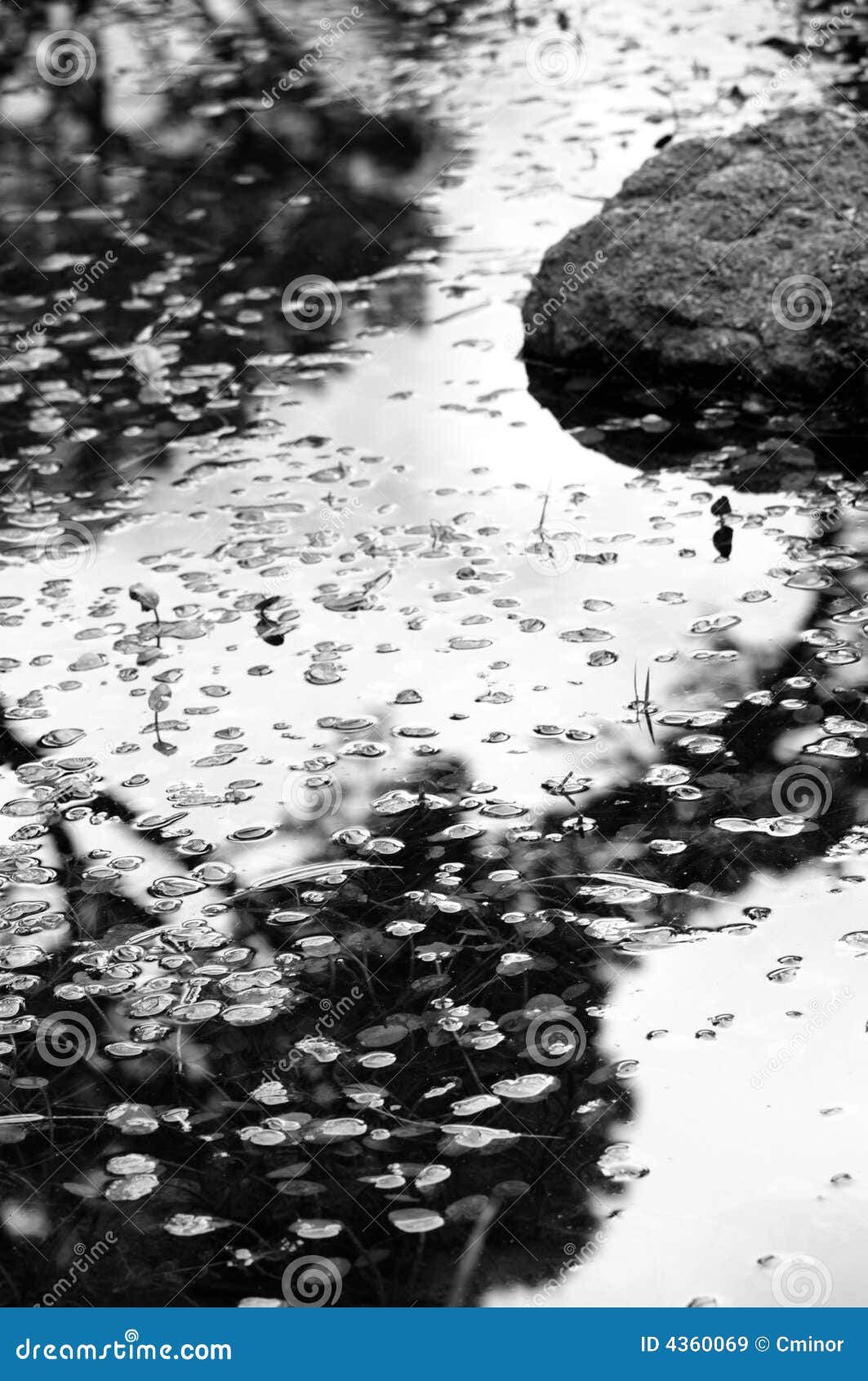 Reflection in a small pond stock image. Image of coconut - 4360069