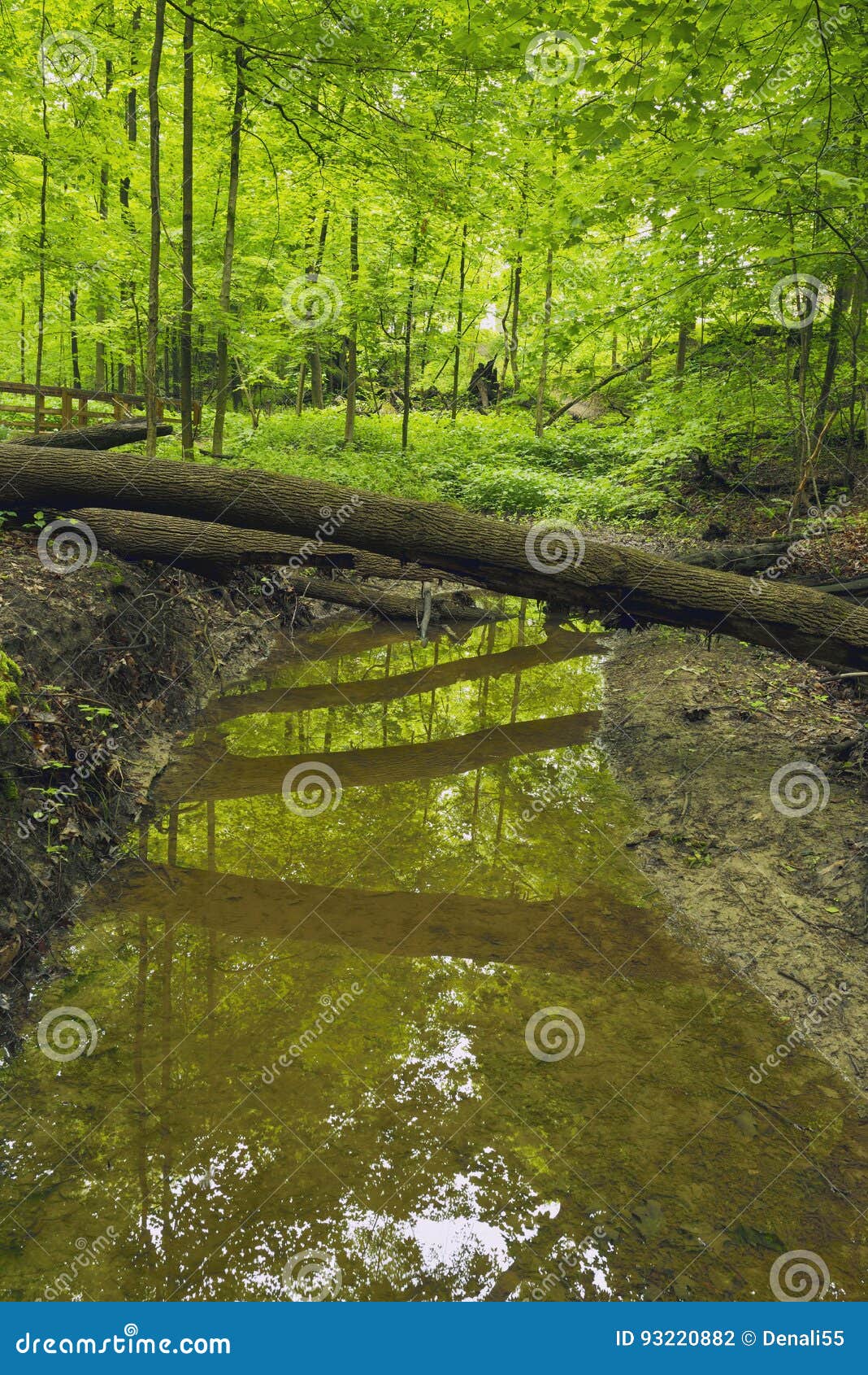 Reflection in Small Stream. Stock Photo - Image of landscape, season ...