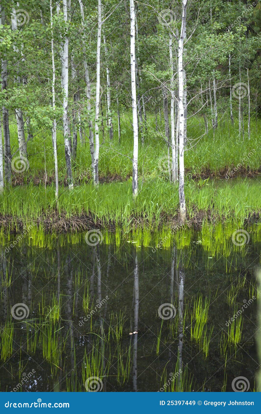 Reflection of Small Trees in Pond. Stock Image - Image of green, forest ...