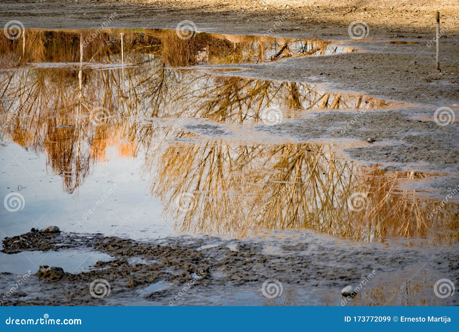 Reflection of Some Trees in a Large Puddle of Water Stock Image - Image ...