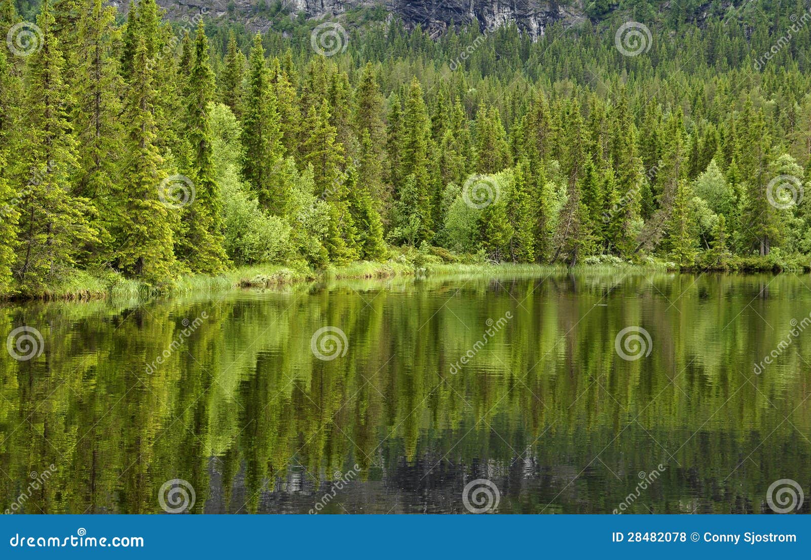 Reflection on still lake stock photo. Image of forest - 28482078