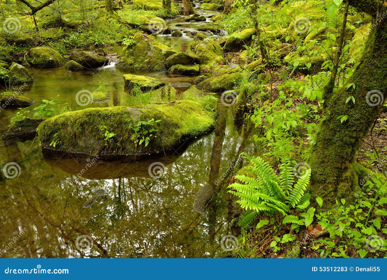 Reflection in Still Stream. Stock Image - Image of serene, scenic: 53512283