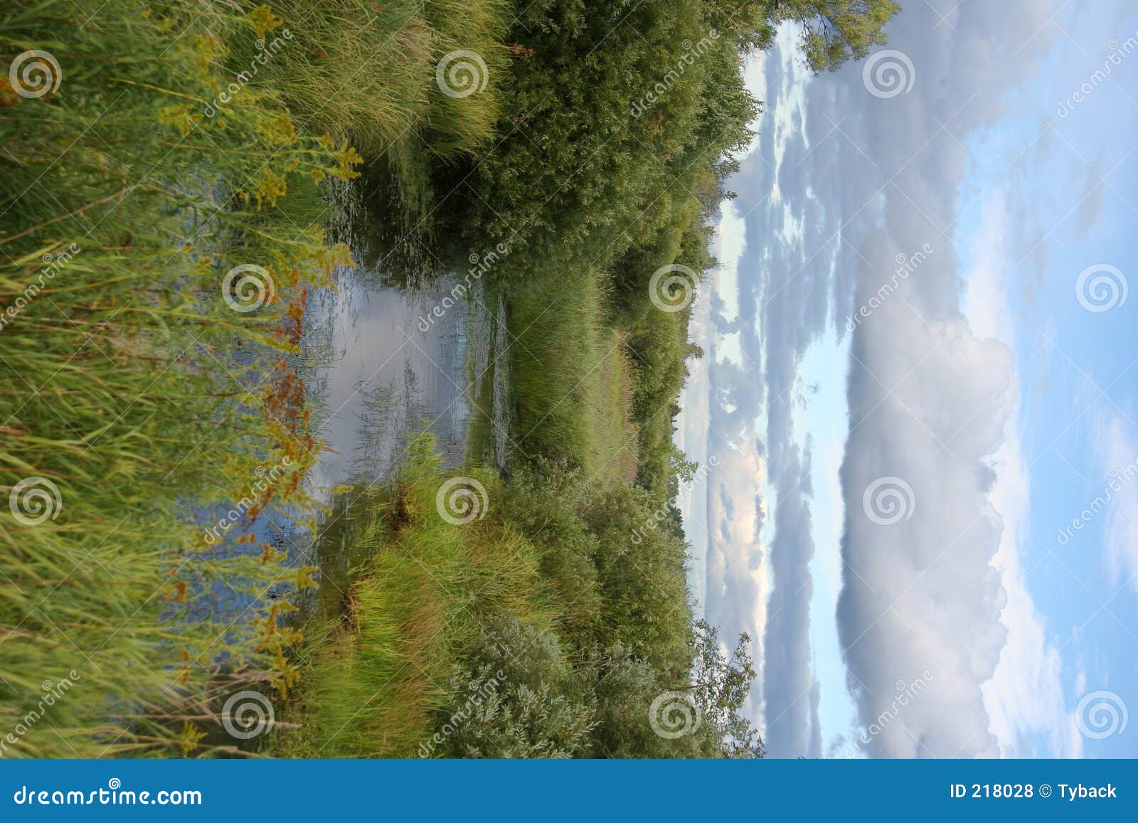 Reflection in stream stock photo. Image of goldenrod, water - 218028