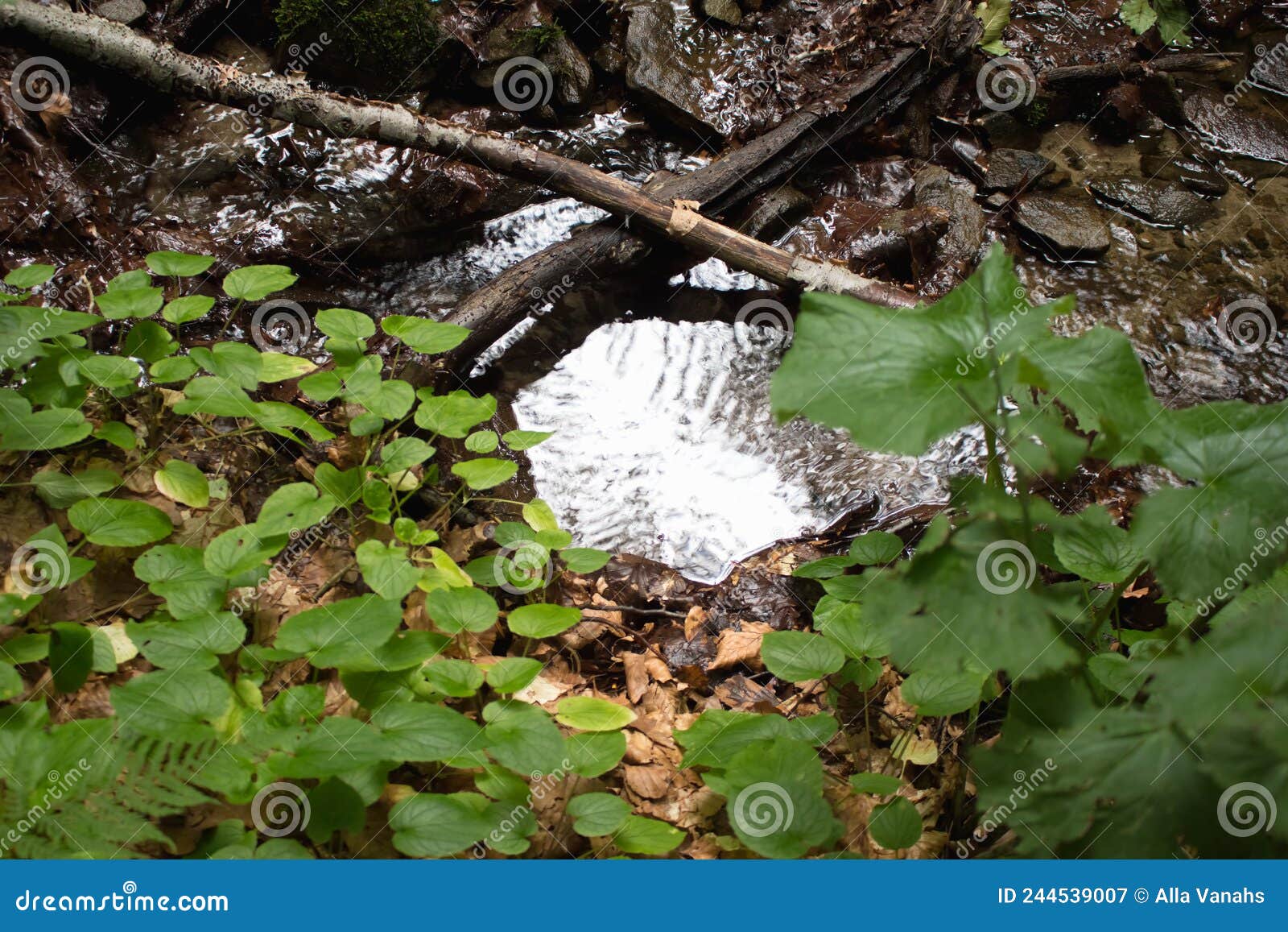 Reflection in the stream stock image. Image of bank - 244539007