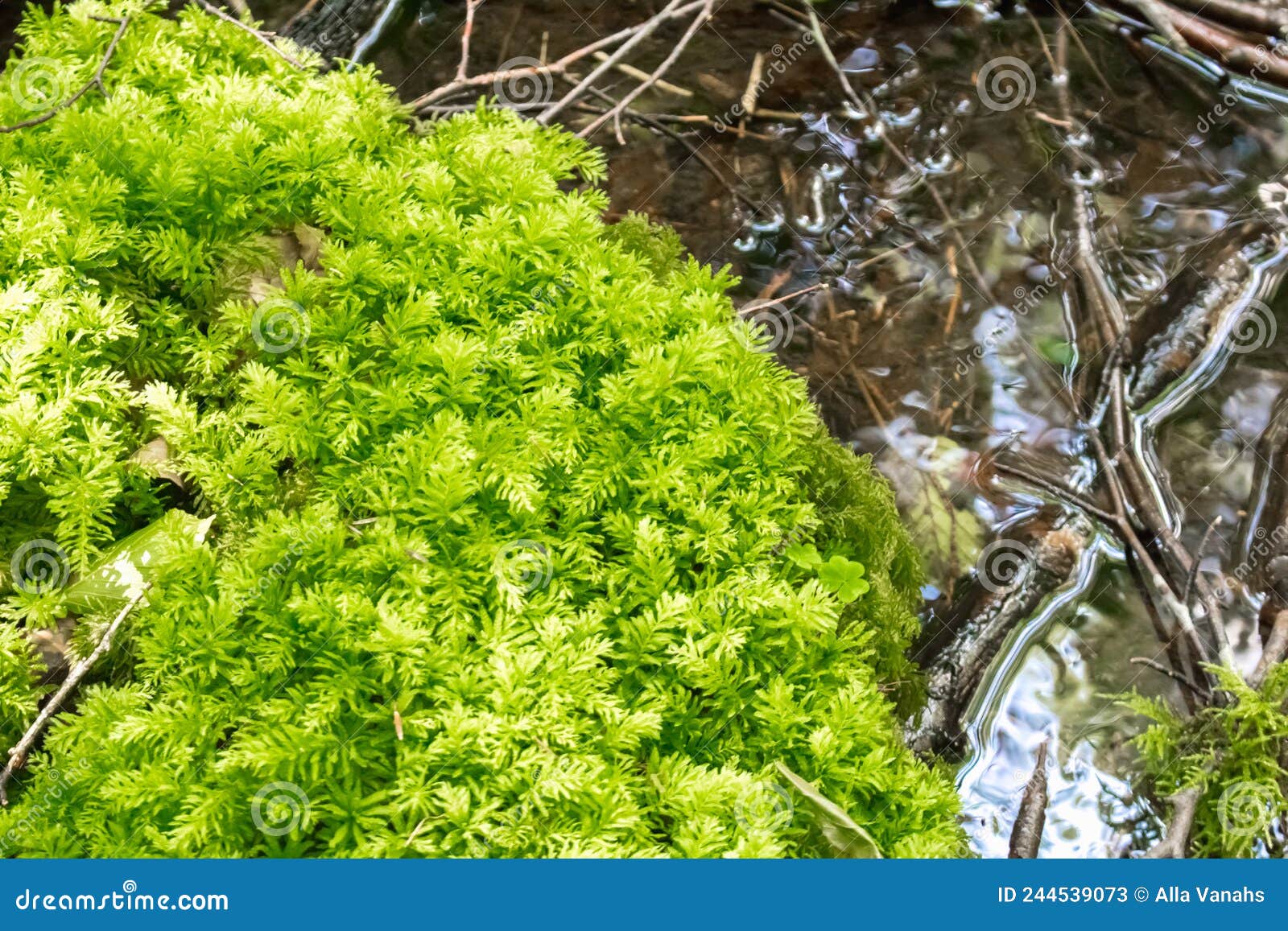Reflection in the stream stock image. Image of grass - 244539073