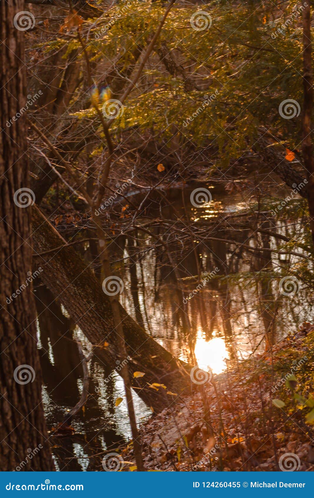 Reflection of the Sun Off a Stream in an Autumn Forest Stock Image ...