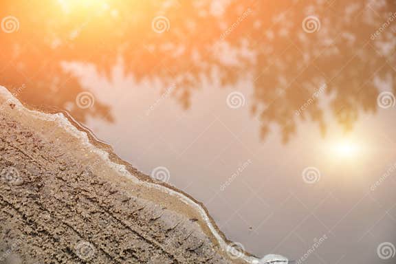Reflection Sun and Pine Forest in Puddle Sandy Road after Rain. Stock ...